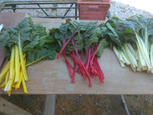 Idées recettes / Que faire avec ses blettes ? - Le Jardin de la Courtiliere